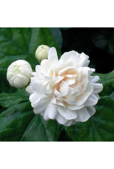 Tohum Bul Kokulu Katmerli Full Yasemin Çiçeği Fidanı Tohum Bul Kokulu Katmerli Full Yasemin Çiçeği Fidanı