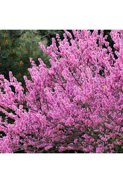 Tohum Bul Tüplü Erguvan Pink Fidanı (4-5 Yaş) (250-300 Cm)