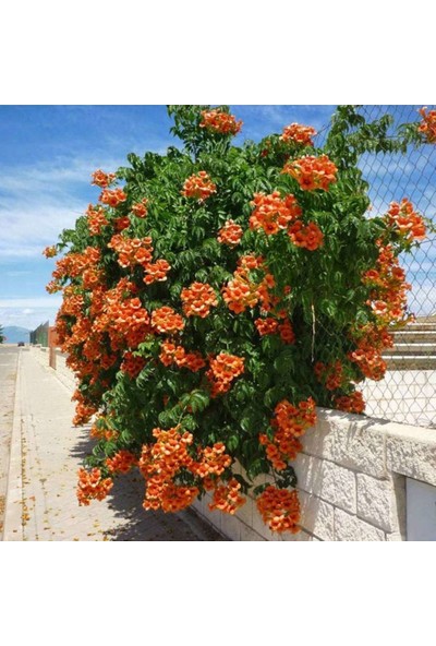 Tohum Bul Tüplü Somon Renginde Acem Borusu Fidanı (40-70 cm Tohum Bul Tüplü Somon Renginde Acem Borusu Fidanı (40-70 cm