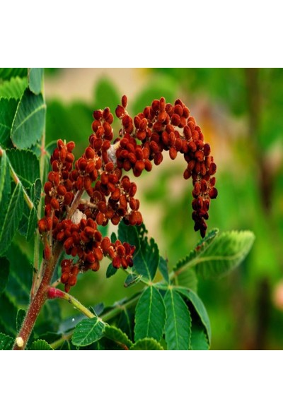 Tohum Bul Tüplü Sumak Ağacı Fidanı (15-20 Cm) (10ADET)