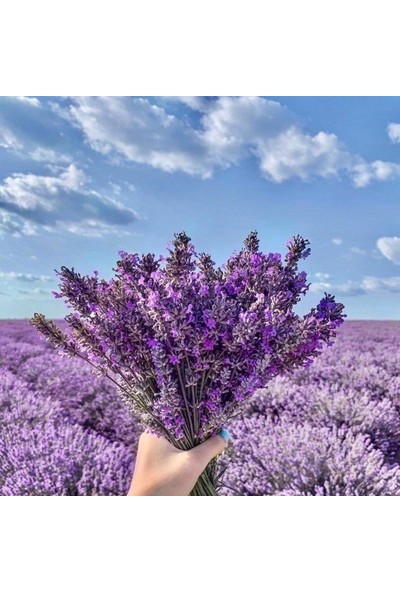 Tohum Bul Tüplü Yoğun Kokulu Lavanta Fidanı(10-15 Cm) Tohum Bul Tüplü Yoğun Kokulu Lavanta Fidanı(10-15 Cm)