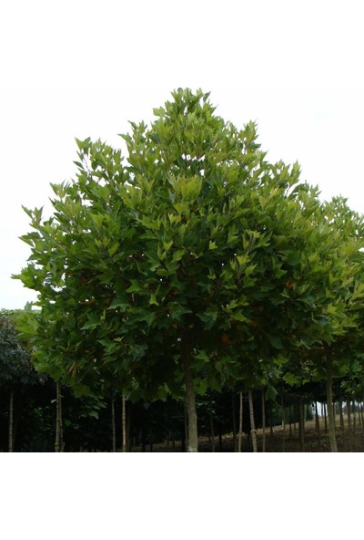 Tohum Bul Tüplü Çınar Ağacı Fidanı