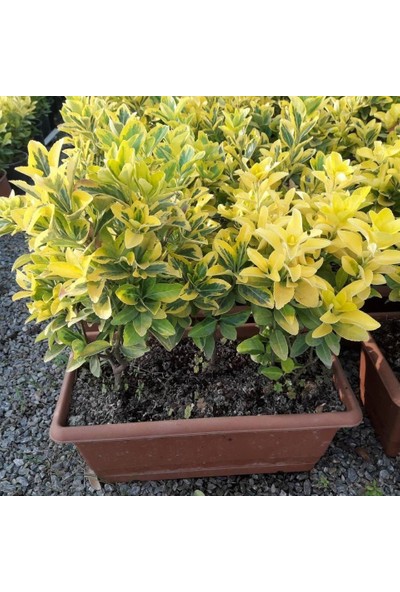 Tohum Bul Tüplü Gold Taflan Fidanı