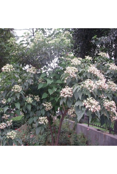 Tohum Bul Tüplü Çiçekli Kısmet Ağacı Fidanı