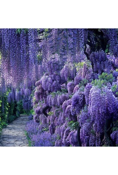 Tohum Bul Tüplü Özel Ürün Yoğun Kokulu Wisteria Sinensis Mor Salkım Fidanı (70-100 Cm) Tohum Bul Tüplü Özel Ürün Yoğun Kokulu Wisteria Sinensis Mor Salkım Fidanı (70-100 Cm)