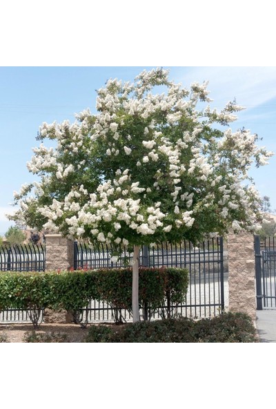 Tohum Bul Tüplü Beyaz Renkli Oya Ağacı FIDANI(80-120 Cm)