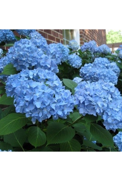 Tohum Bul Mavi Ortanca Çiçeği Fidanı