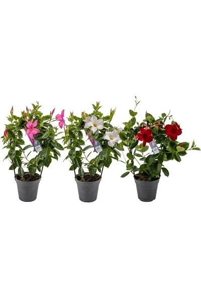 Tohum Bul Karışık Tüplü Çiçekli Mandevilla Fidanı (20-40 Cm) 5 Adet Tohum Bul Karışık Tüplü Çiçekli Mandevilla Fidanı (20-40 Cm) 5 Adet