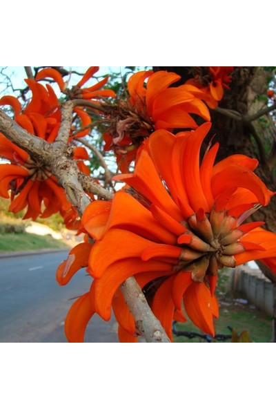 Tohum Bul Tüplü Erythrina Caffra Mercan Ağacı FIDANI(30-50CM) Tohum Bul Tüplü Erythrina Caffra Mercan Ağacı FIDANI(30-50CM)