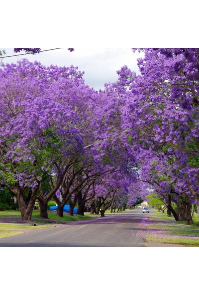 Tohum Bul Tüplü Jakaranda Ağacı FIDANI(100-150 Cm)