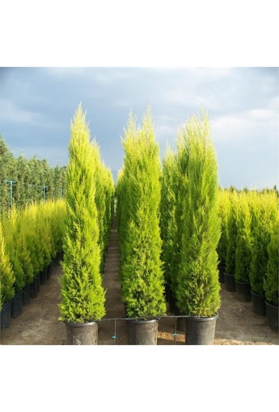 Tohum Bul Limoni Servi Tohumu (1000 Tohum)