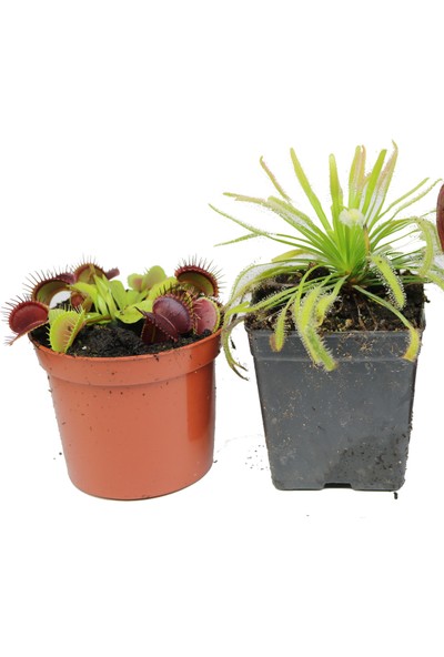Etobur Bitkim Sinek Kapan ve Drosera Tohum Kiti Etobur Bitkim Sinek Kapan ve Drosera Tohum Kiti