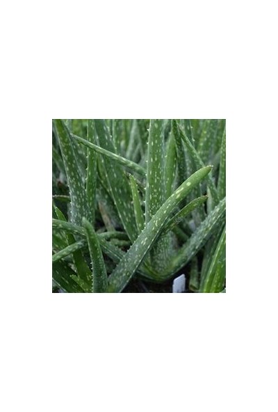 Toru Bahçe Aloevera Bitkisi 20 cm Doğal Krem Şifalı Bitki Sarısabır Toru Bahçe Aloevera Bitkisi 20 cm Doğal Krem Şifalı Bitki Sarısabır
