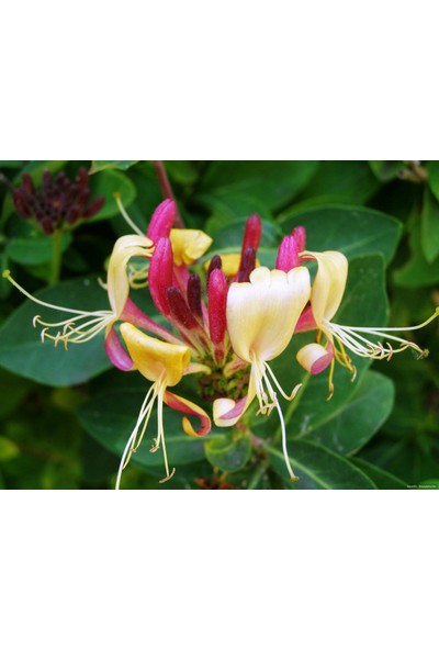 Kırmızı Hanımeli Çiçeği Fidanı Saksılı 80CM 120 cm