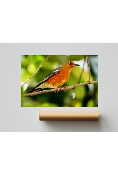 Termofom Kuş Tasarımlı Dekoratif Poster (70X100)