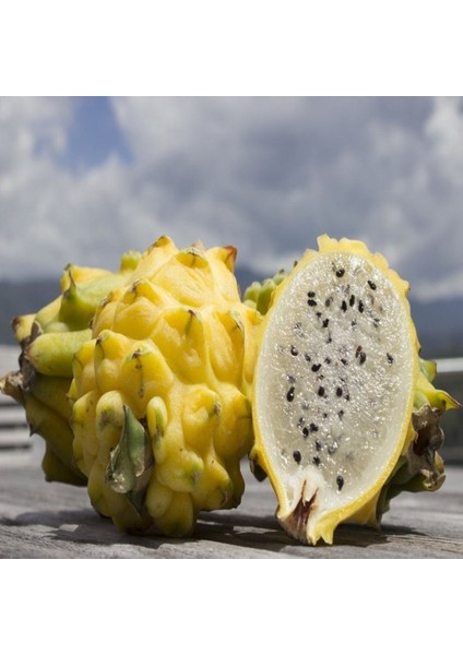 Tohum Bul Tüplü Palora Sarı Pitaya Dragon Fruit Ejder Fiyatı
