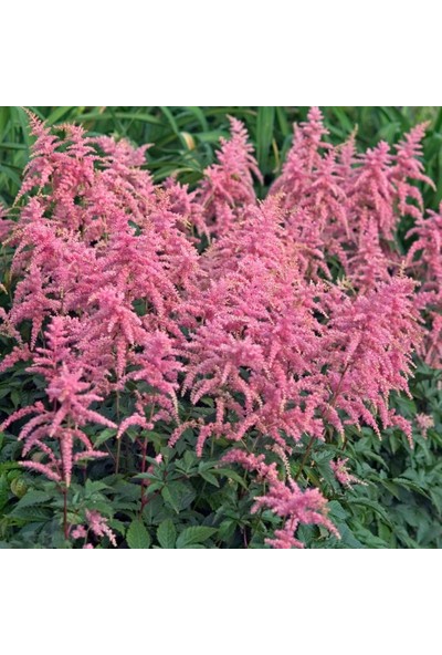 Fidanistanbul Astilbe x Arendsii Bressingham Beauty Açık Pembe Yalancı Keçi Sakalı, Ithal, Saksıda Fidanistanbul Astilbe x Arendsii Bressingham Beauty Açık Pembe Yalancı Keçi Sakalı, Ithal, Saksıda