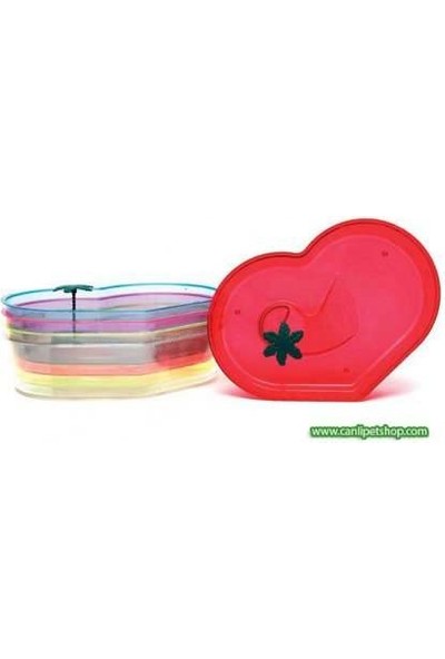 Canlı Petshop Kaplumbağa Bahçesi Kalp Desenli Canlı Petshop Kaplumbağa Bahçesi Kalp Desenli