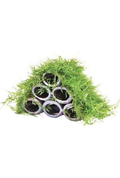 Canlı Petshop Y-Moss  Canlı Petshop Y-Moss