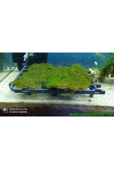 Canlı Petshop Moss Sarılı Platform 15 x 15 cm Canlı Petshop Moss Sarılı Platform 15 x 15 cm
