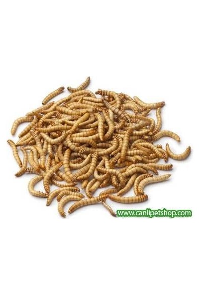 Canlı Petshop Canlı Yem Un Kurdu 100 Adet