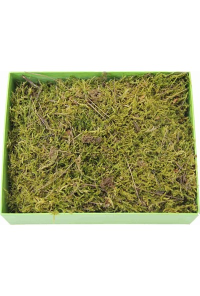 Gardenonya Dekoratif Doğal Şoklanmış Yosun 200 gr Kutulu