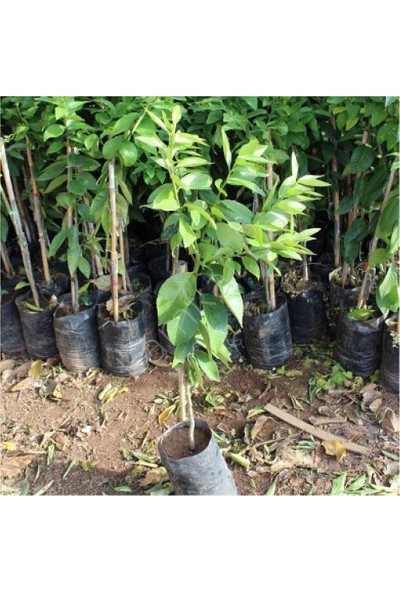 Akcaalan Saksılık Bodur Mayer Lımonu 3 Yas Akcaalan Saksılık Bodur Mayer Lımonu 3 Yas