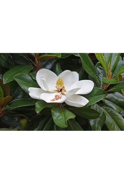 Akcaalan Tüplü Hoş Kokulu Iri Çiçekli Herdem Yeşil Manolya Fidanı