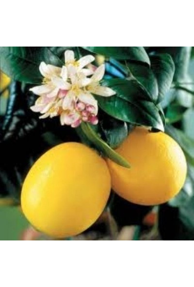 Akcaalan Mayer Limon (Torbalı Aşılı 80 cm Üzeri) Akcaalan Mayer Limon (Torbalı Aşılı 80 cm Üzeri)