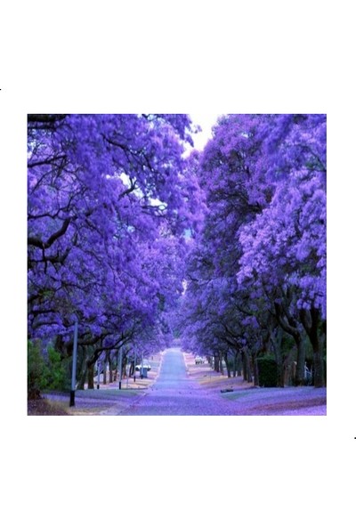 Akcaalan Tüplü Jacaranda(Jakaranda) Ağacı