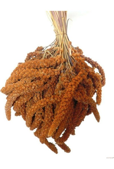 Doğal Kızıl Dal Darı Protein Deposu Organik Kuş Yemi 500 gr