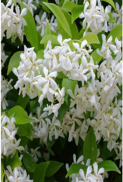 Fidanistanbul Jasminum Sambac Full Kokulu Full Yasemin Fidanı, +100 Cm, Saksıda Fidanistanbul Jasminum Sambac Full Kokulu Full Yasemin Fidanı, +100 Cm, Saksıda