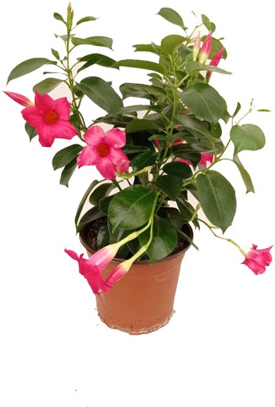 Fidanova Mandavilla Saksıda 40-45CM (Sandavilla - Diplendenia) Fidanova Mandavilla Saksıda 40-45CM (Sandavilla - Diplendenia)