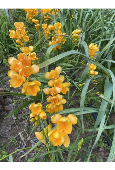 Beyaz Sarı Katmerli Frezya Çiçeği Soğanı