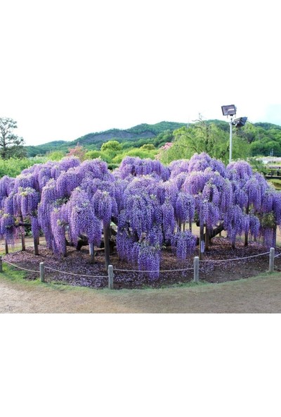 Rüzgar Botanik Mor Salkım Fidanı Saksılı 60 cm 80 cm