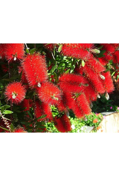 Rüzgar Botanik Kırmızı Fırça Çalısı Fidanı Saksılı 60 cm 80 cm